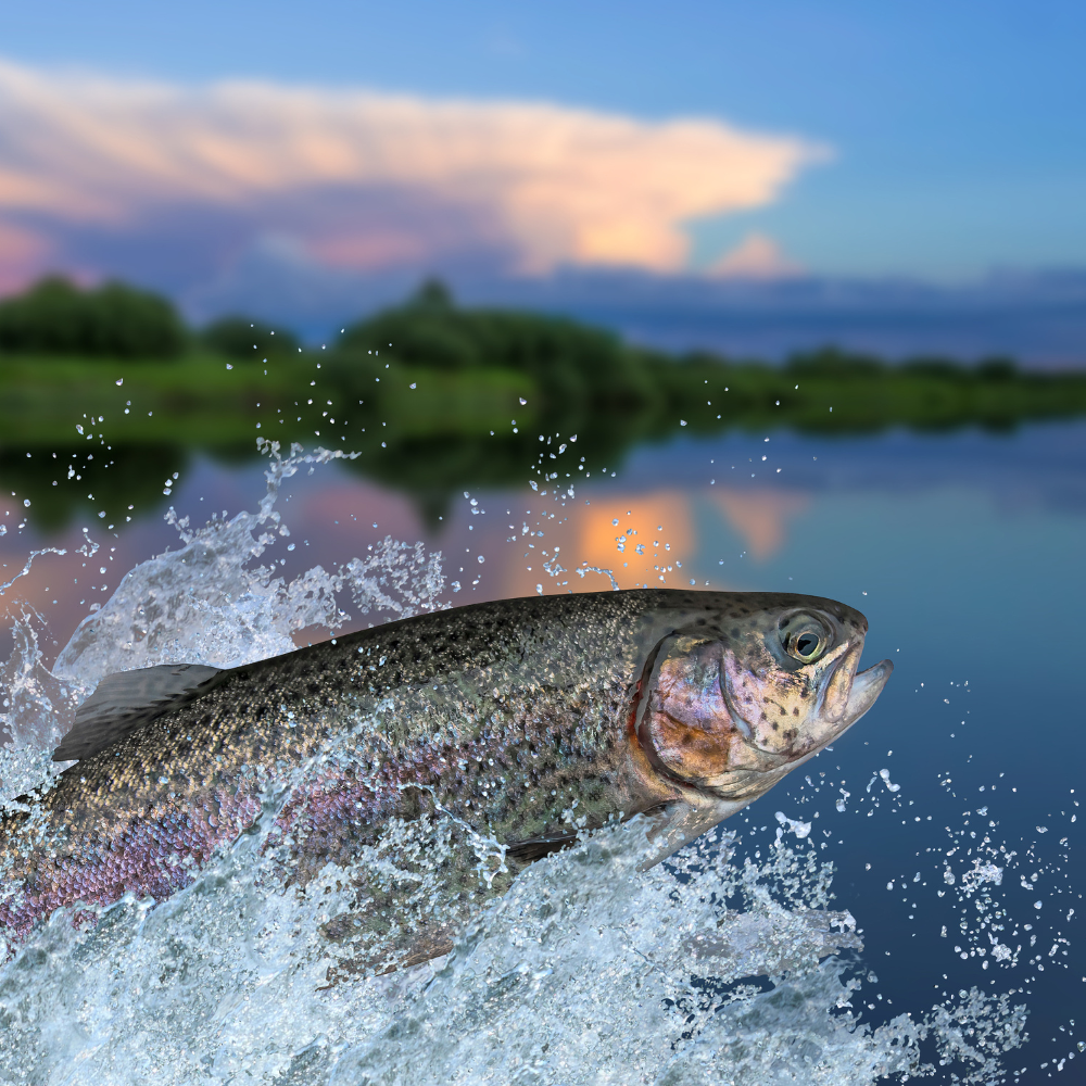 Baits & Lures – Fishing Xpress